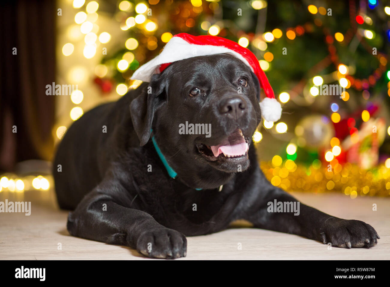Black labrador wearing hat hi-res stock photography and images - Alamy