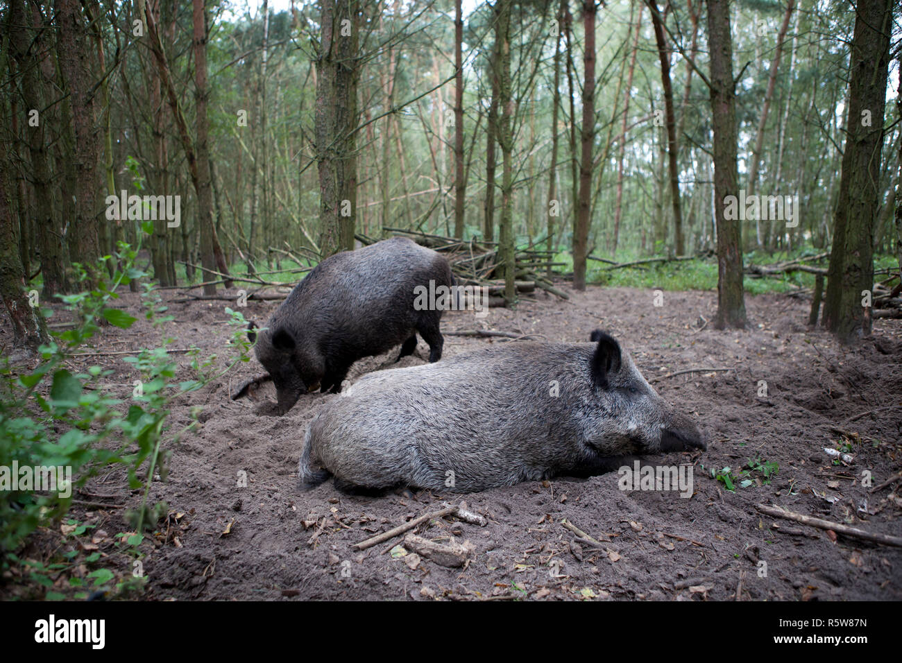 Two boars hi-res stock photography and images - Alamy