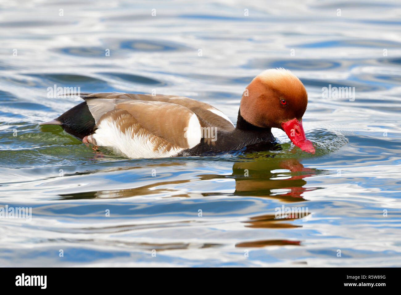 male mallard duck Stock Photo - Alamy