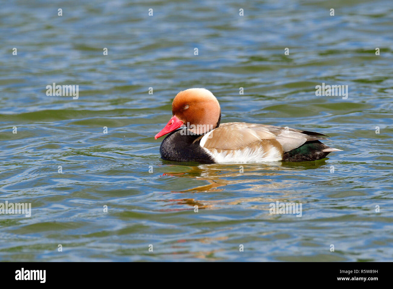 male mallard duck Stock Photo - Alamy
