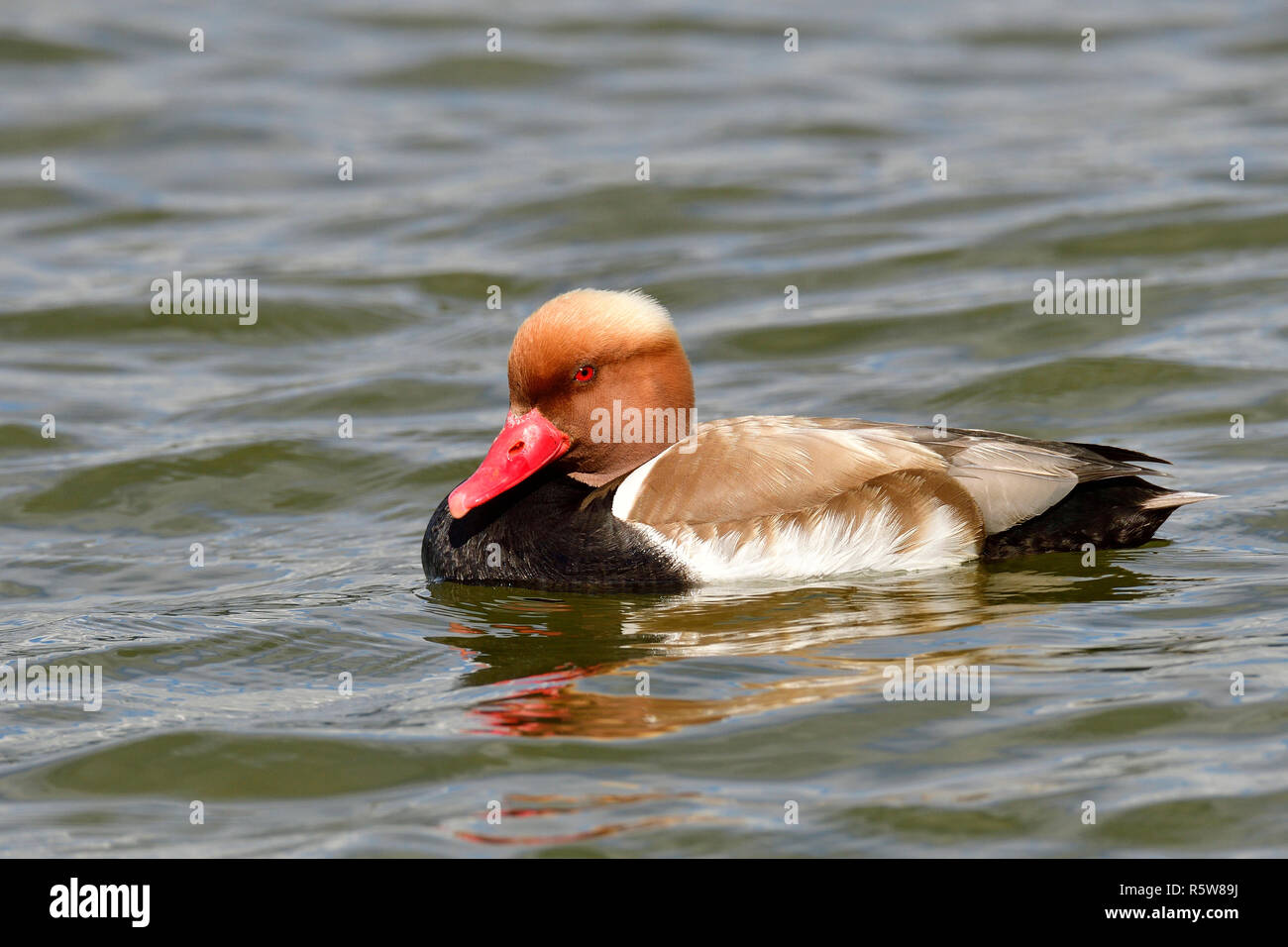 male mallard duck Stock Photo - Alamy