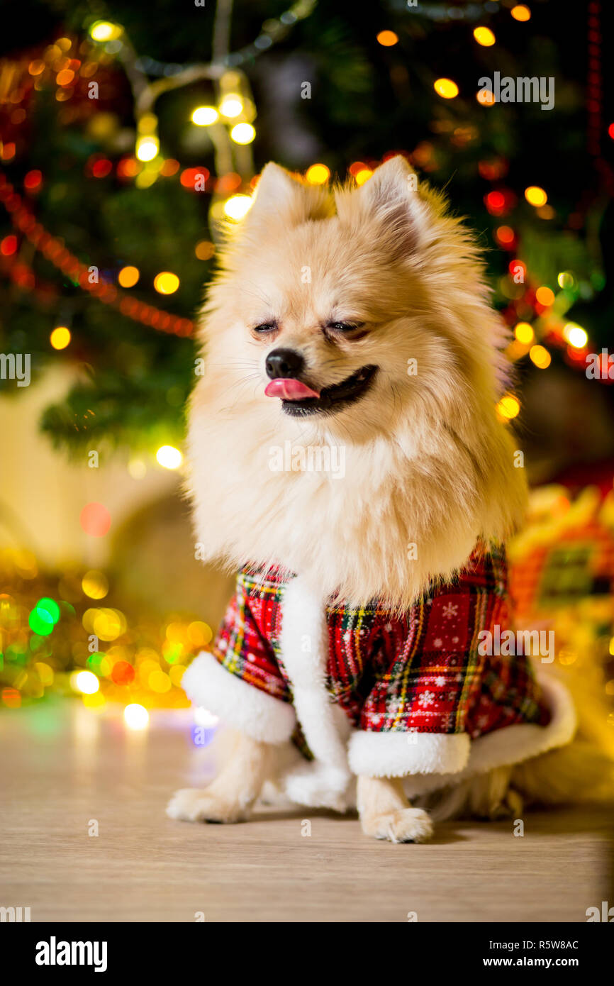 Fluffy dog suit hi-res stock photography and images - Alamy