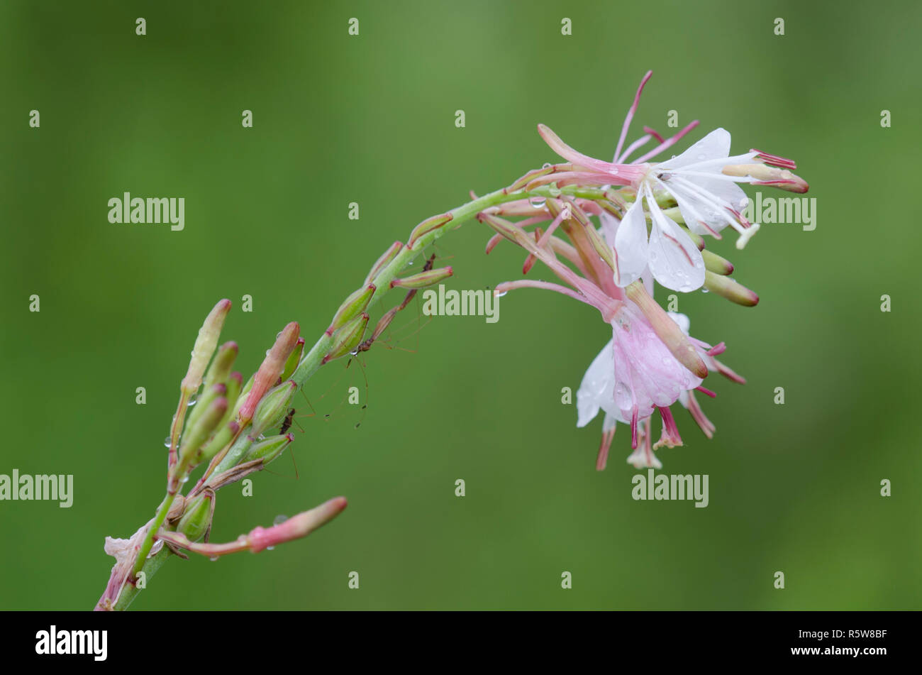 Longiflora hi-res stock photography and images - Alamy