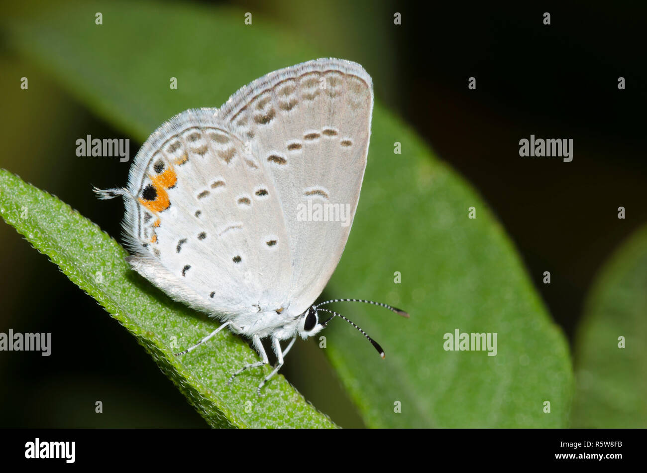 Eastern tailed blue butterfly hi-res stock photography and images - Alamy