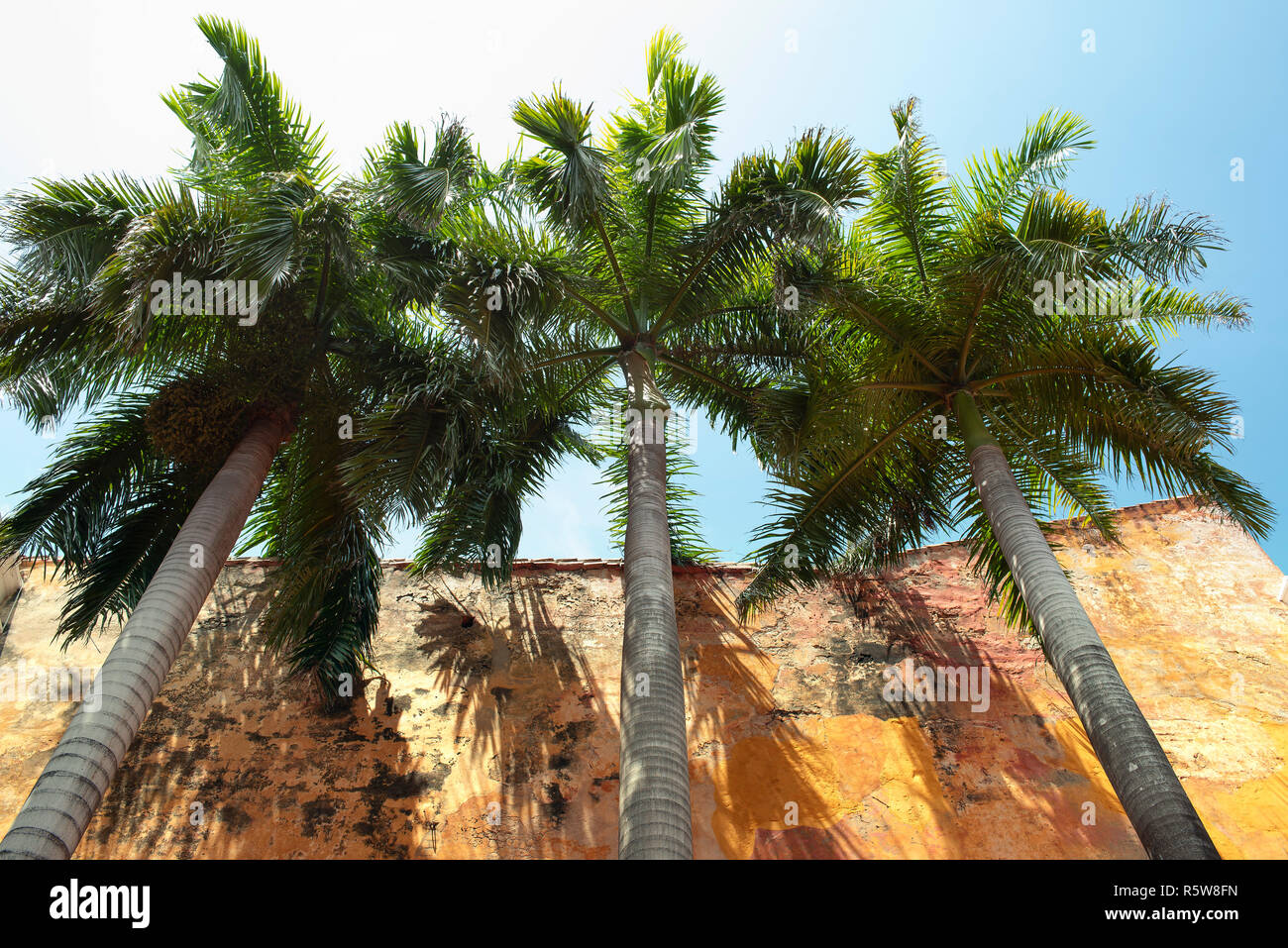 Royal palm trees from below against rustic wall. Colonial architecture ...