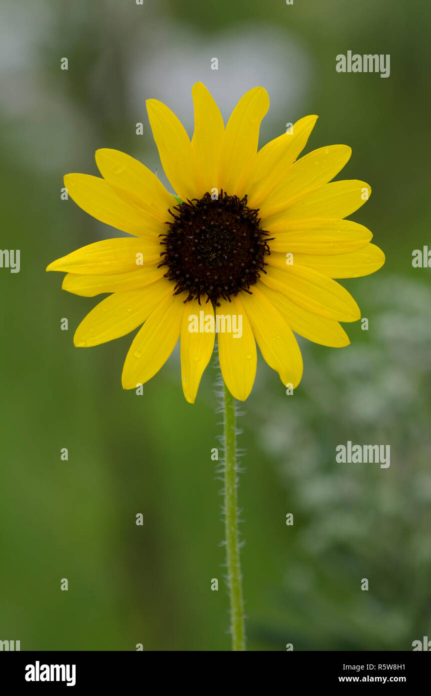 Helianthus helianthus sp hi-res stock photography and images - Alamy