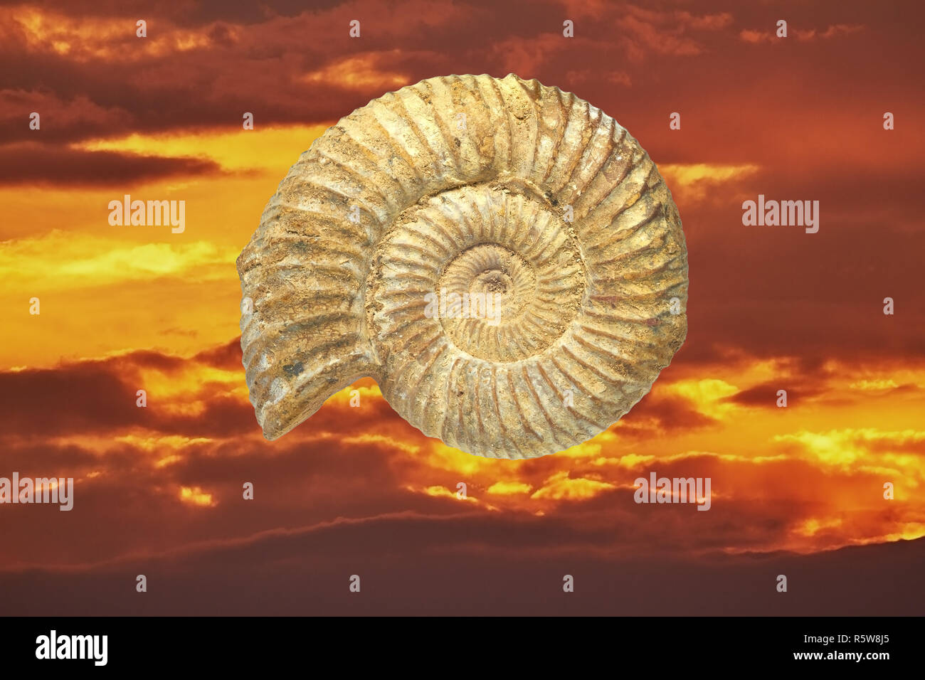 Ammonite light hi-res stock photography and images - Alamy