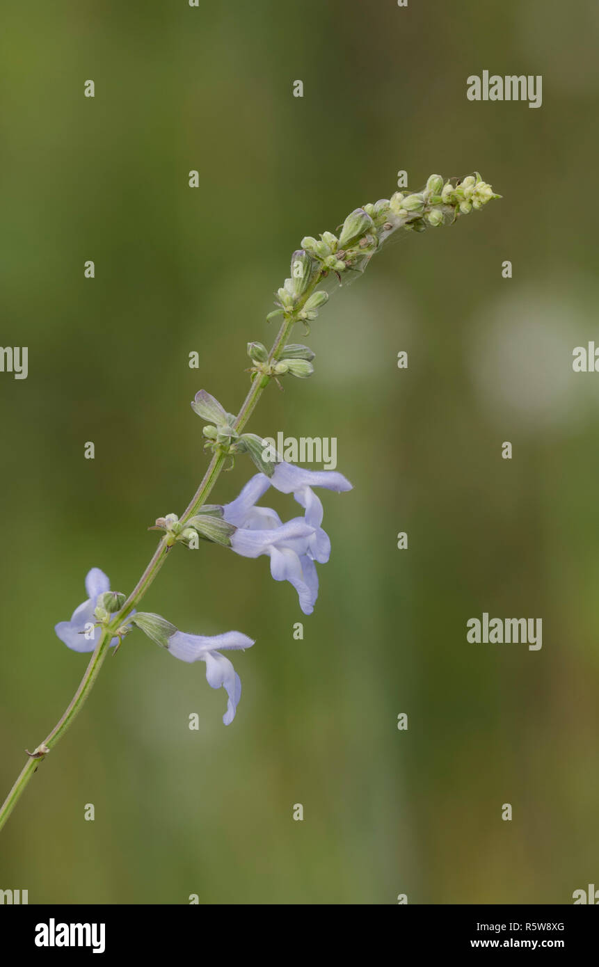 Blue Sage, Salvia azurea Stock Photo - Alamy