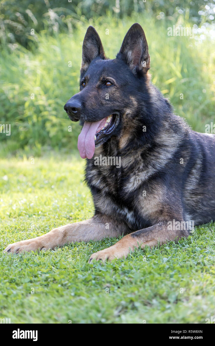 Side view of lying German Shepherd Dog Stock Photo - Alamy