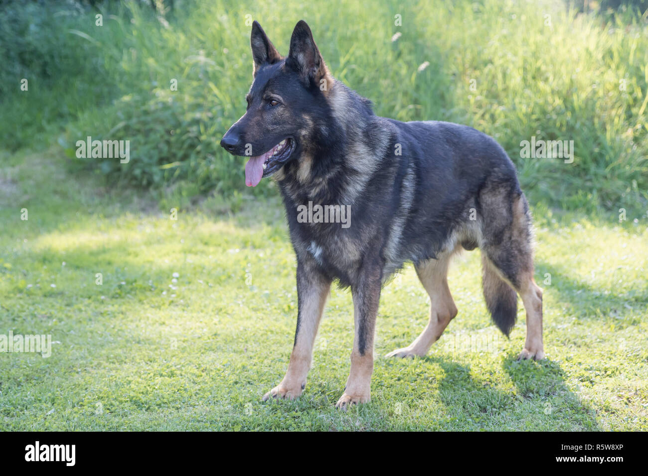 Side view of standing German Shepherd Dog Stock Photo - Alamy