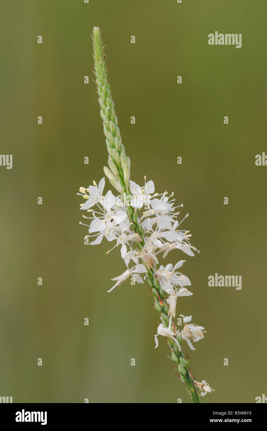False Gaura, Stenosiphon linifolius Stock Photo - Alamy