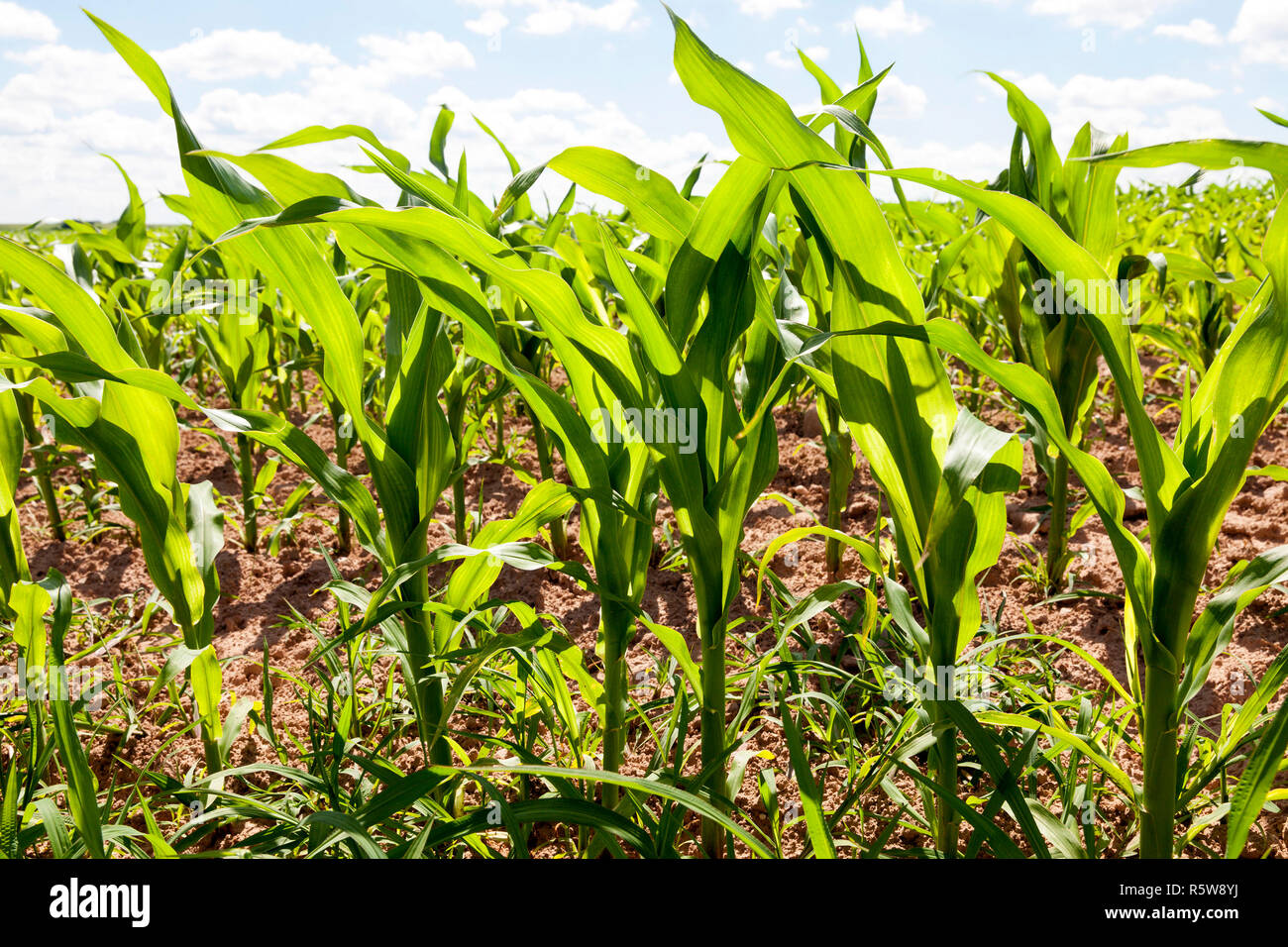 corn field close up Stock Photo - Alamy
