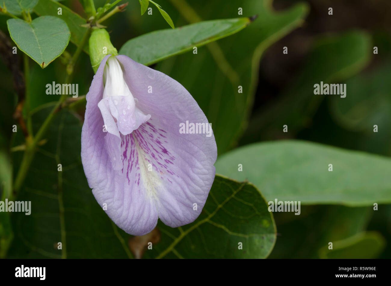 Atlantic pigeonwings, Clitoria mariana Stock Photo - Alamy