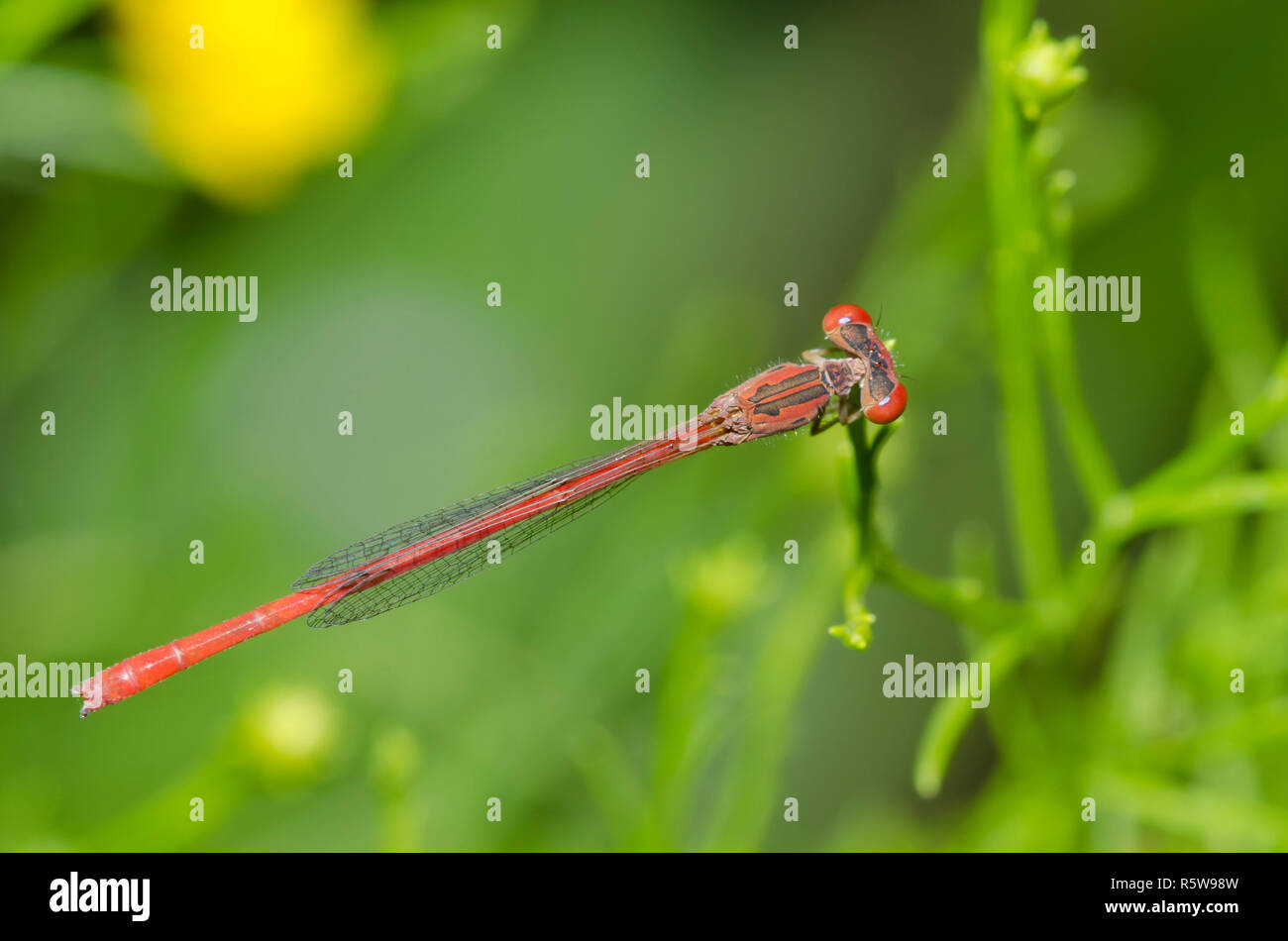 Desert Firetail, Telebasis salva, male Stock Photo - Alamy