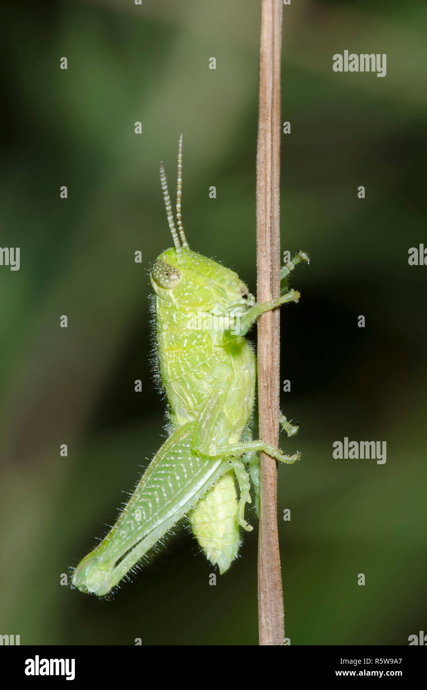 Fuzzy Olive-Green Grasshopper, Campylacantha olivacea, nymph Stock ...