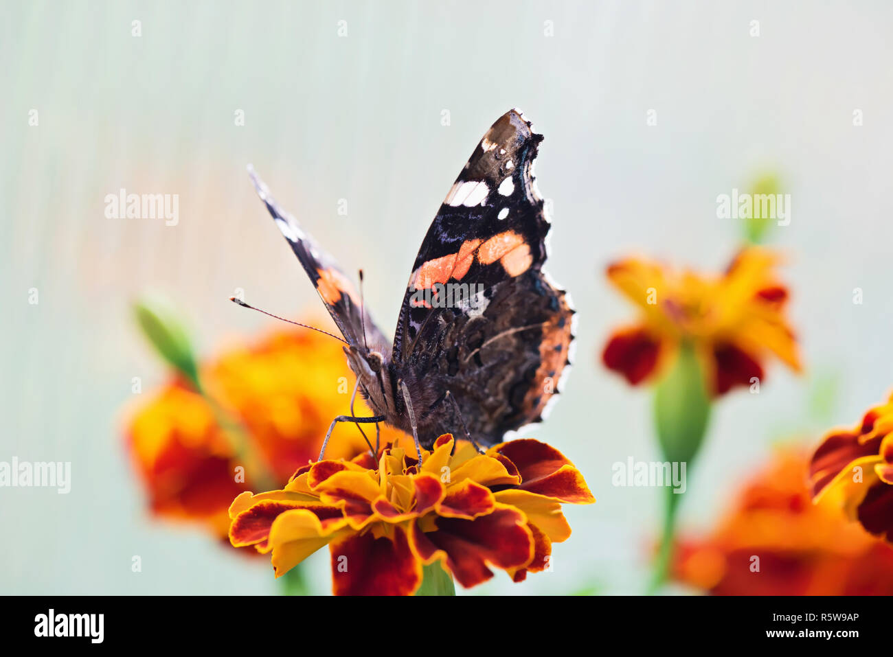 Batterfly garden hi-res stock photography and images - Alamy