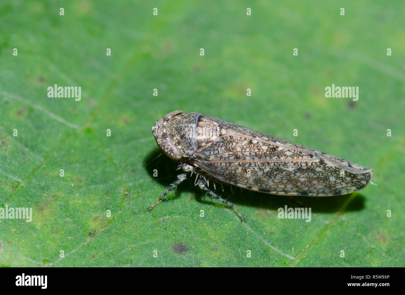 Bespeckled leafhopper hi-res stock photography and images - Alamy