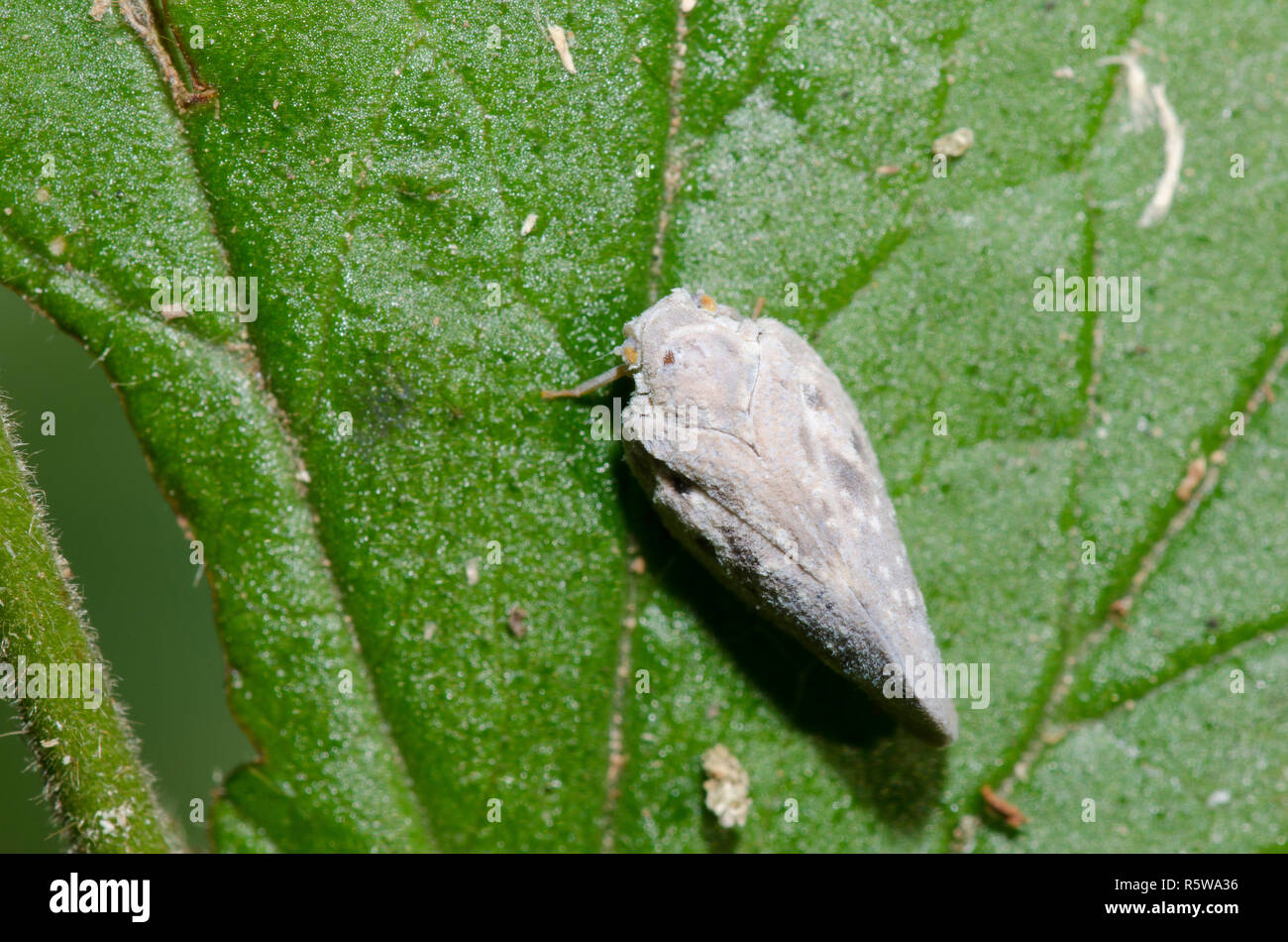 Planthopper hi-res stock photography and images - Alamy