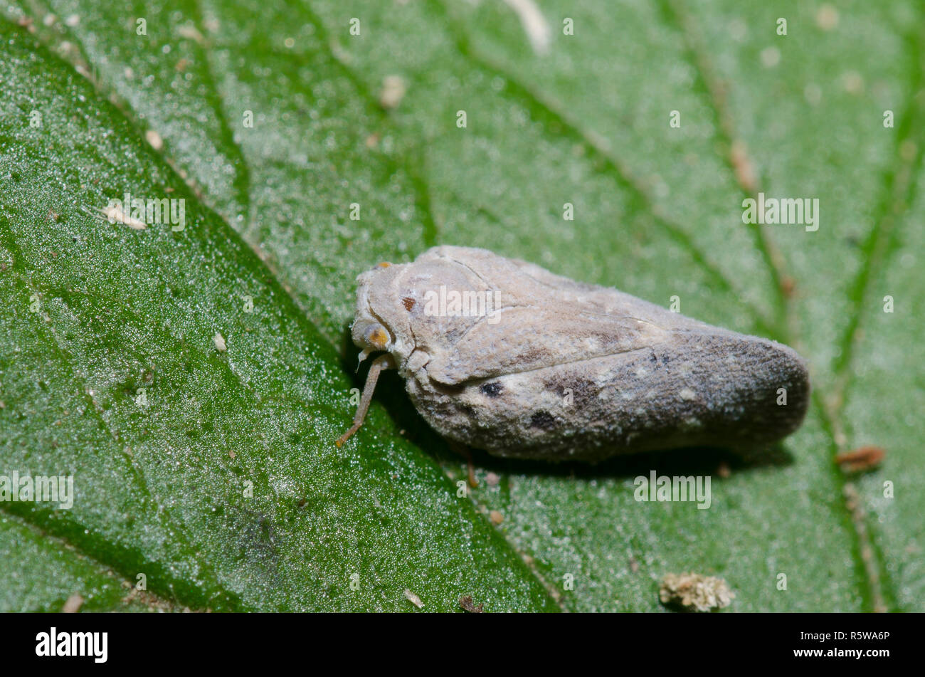 Auchenorrhyncha Planthopper High Resolution Stock Photography and ...