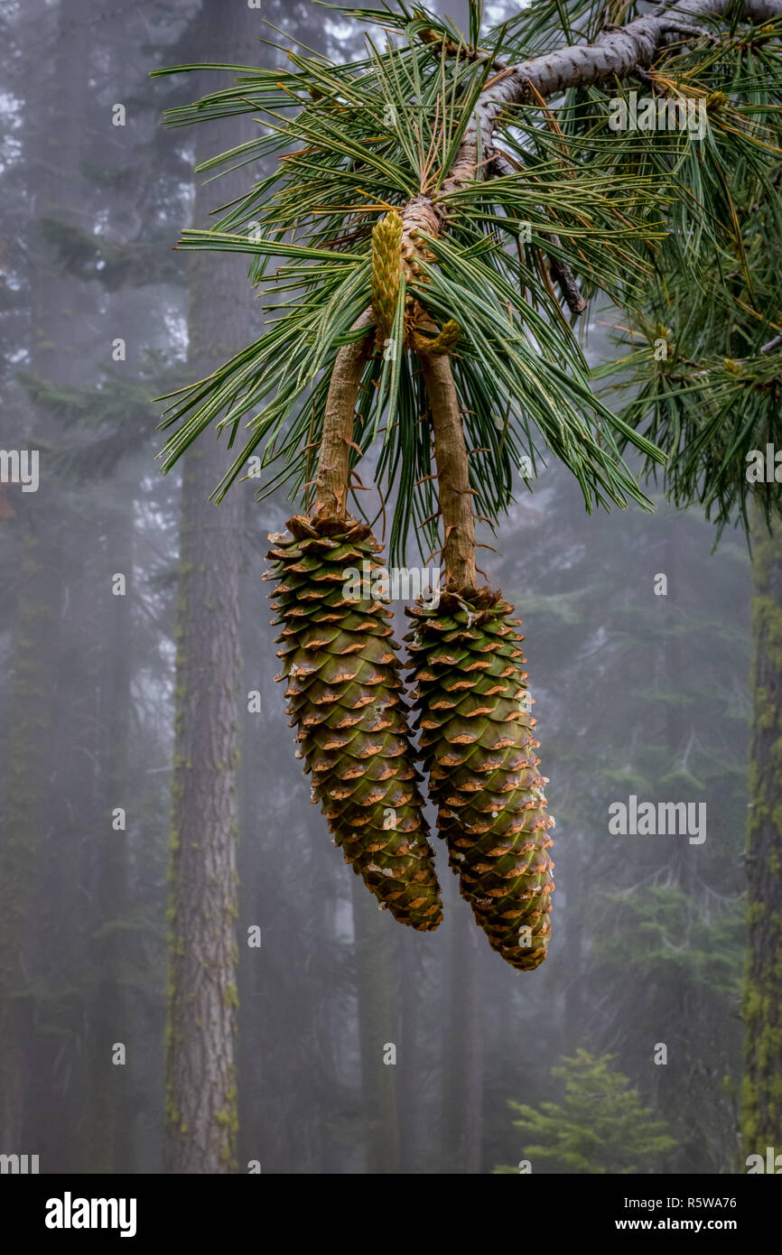 John muir grove hi-res stock photography and images - Alamy