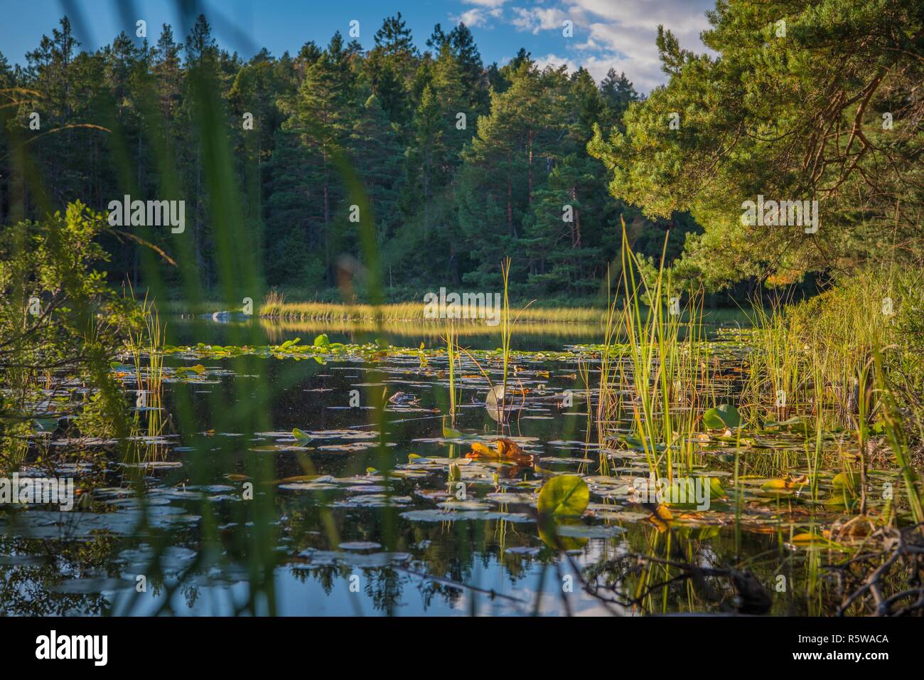 Scenic Summer Lake Somewhere in the Norway Stock Photo - Alamy