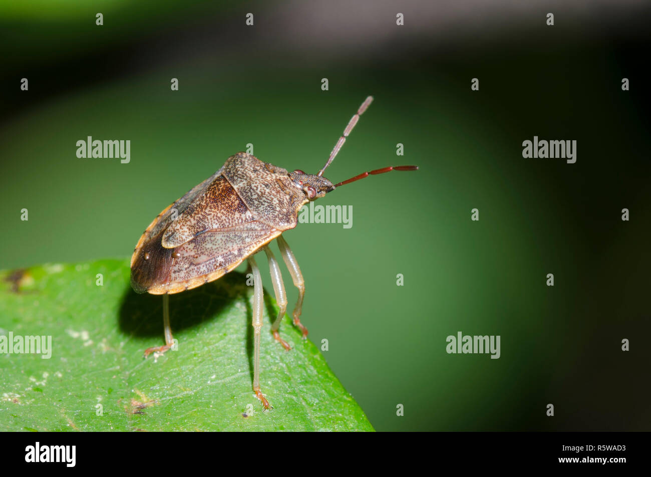 Pentatomidae hi-res stock photography and images - Alamy