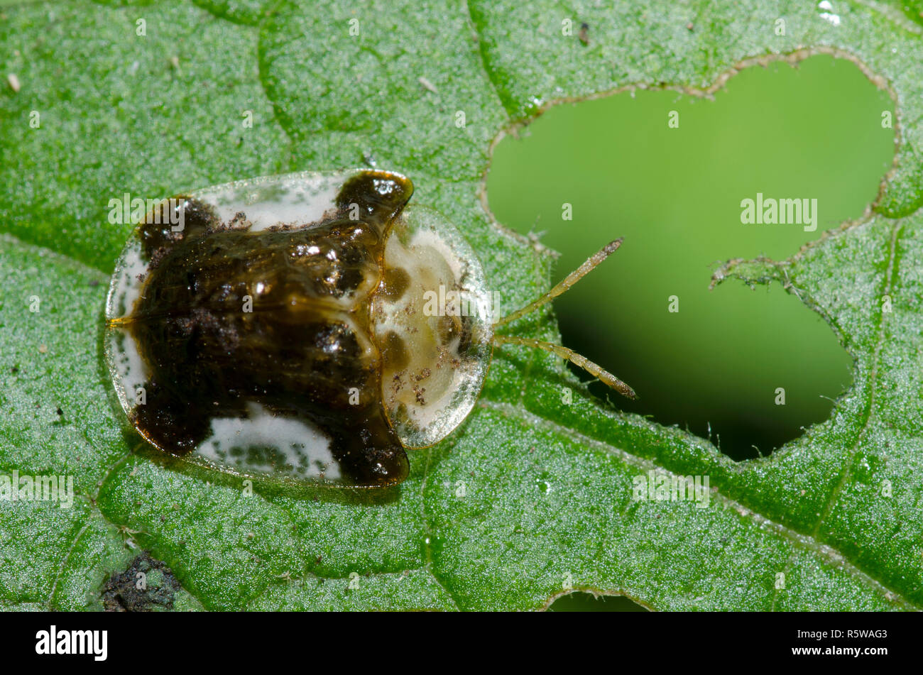 Tortoise Beetle High Resolution Stock Photography and Images - Alamy
