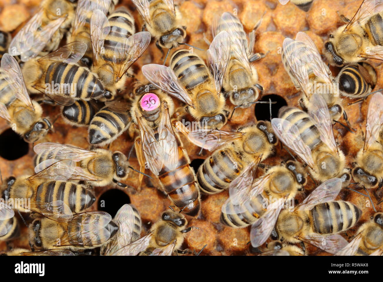 queen bee sits in the swarm Stock Photo - Alamy