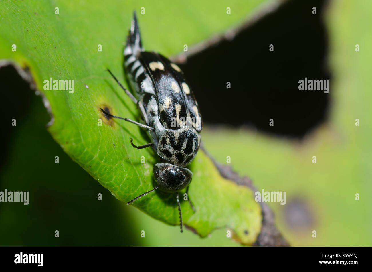 Tumbling Flower Beetle, Hoshihananomia octopunctata Stock Photo - Alamy