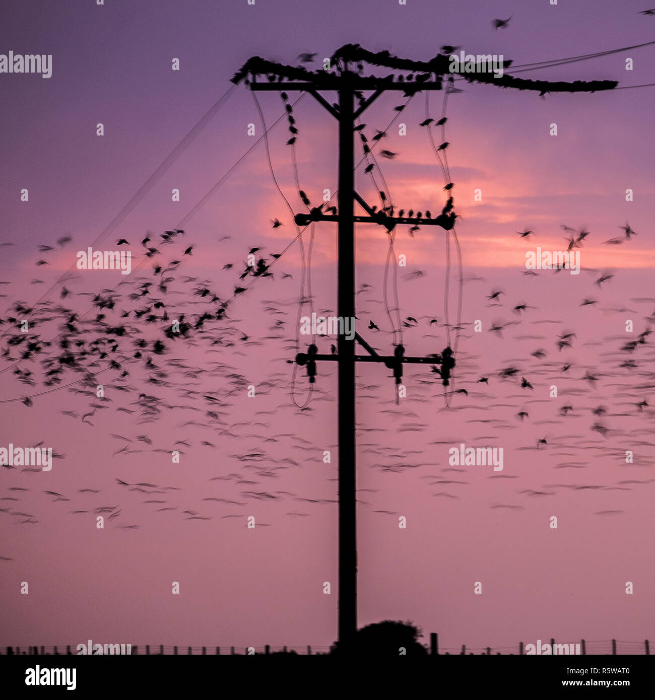 starling murmuration at sunset Stock Photo - Alamy