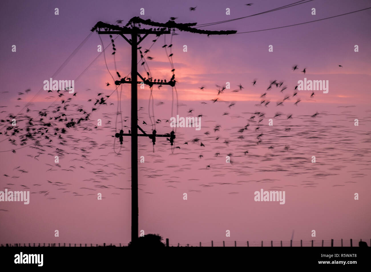 Starling murmuration sunset hi-res stock photography and images - Alamy