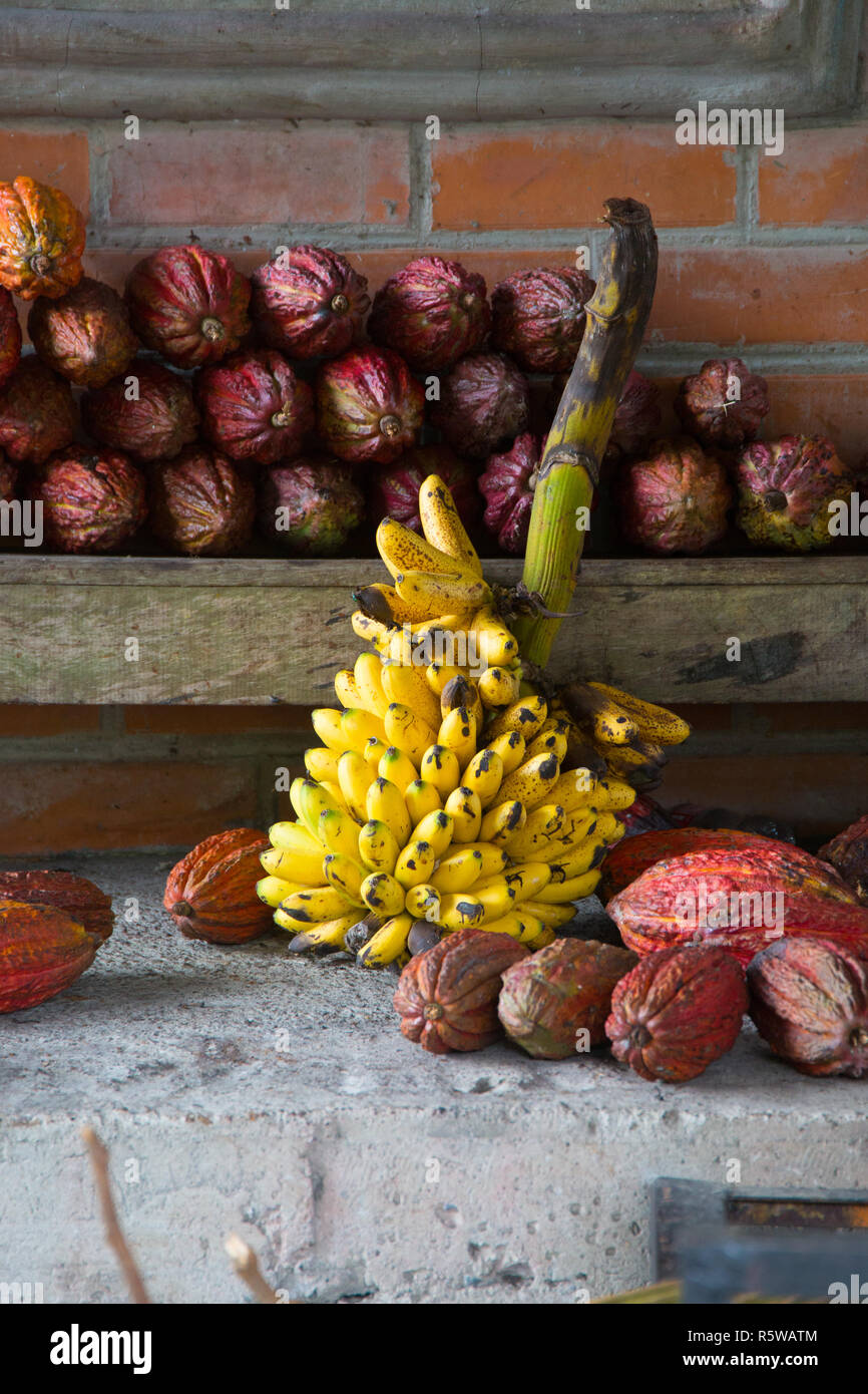 Banana and Cacao pods for sale at roadside fruit stall, Ecuador, 2018 ...