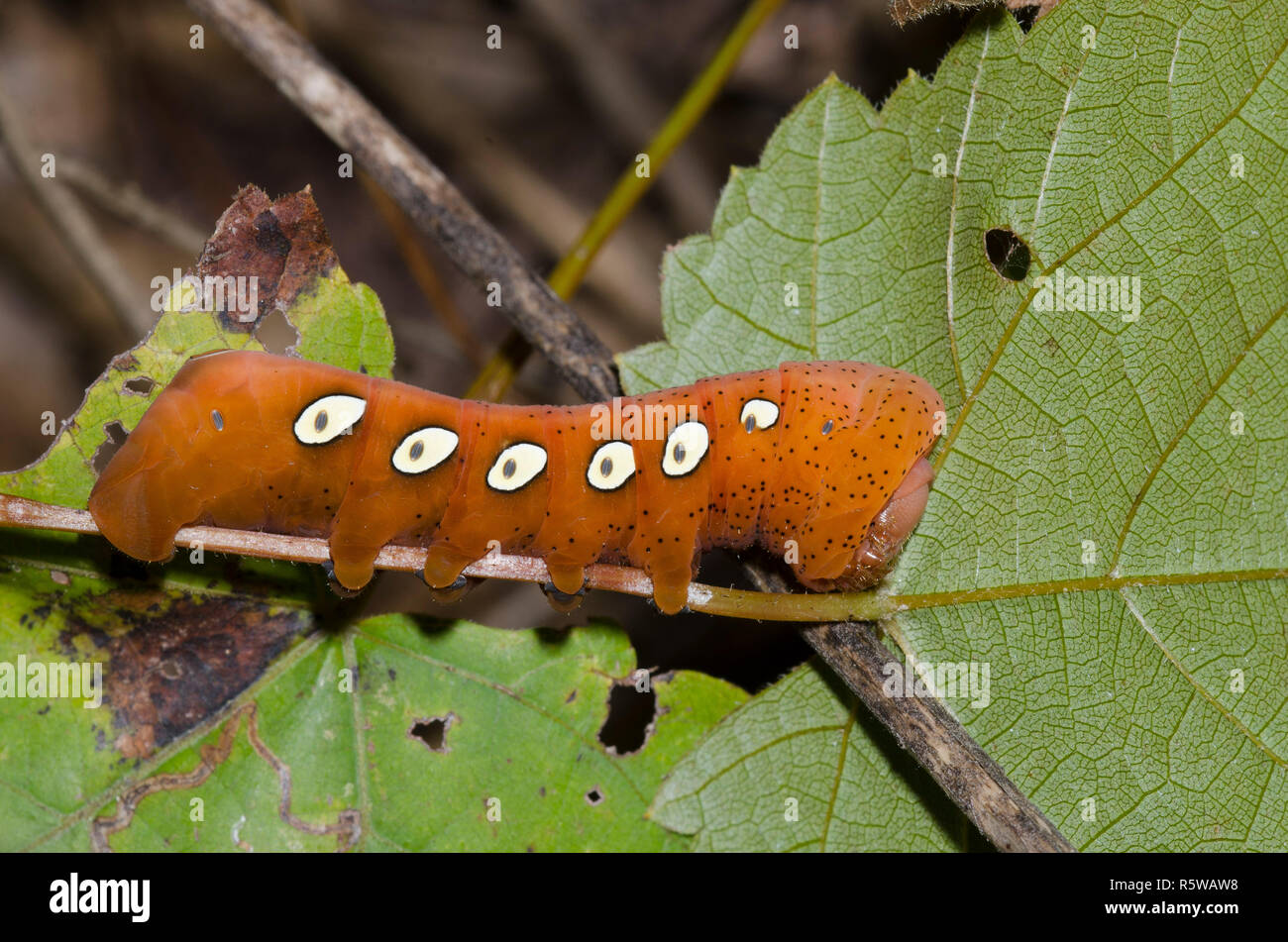 Caterpillar of pandorus sphinx moth hi-res stock photography and images ...