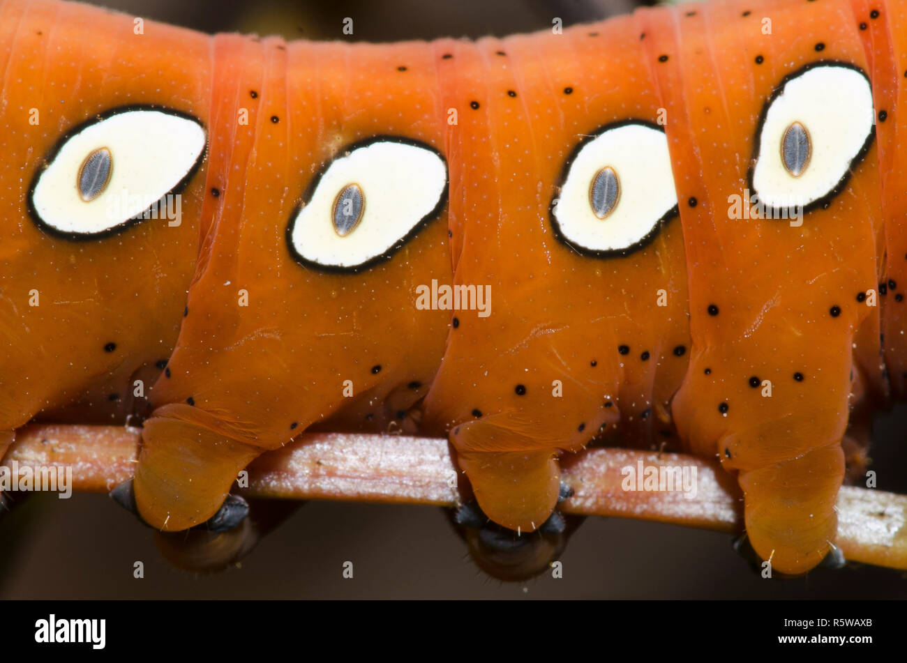 Pandora Sphinx, Eumorpha pandorus, caterpillar Stock Photo - Alamy