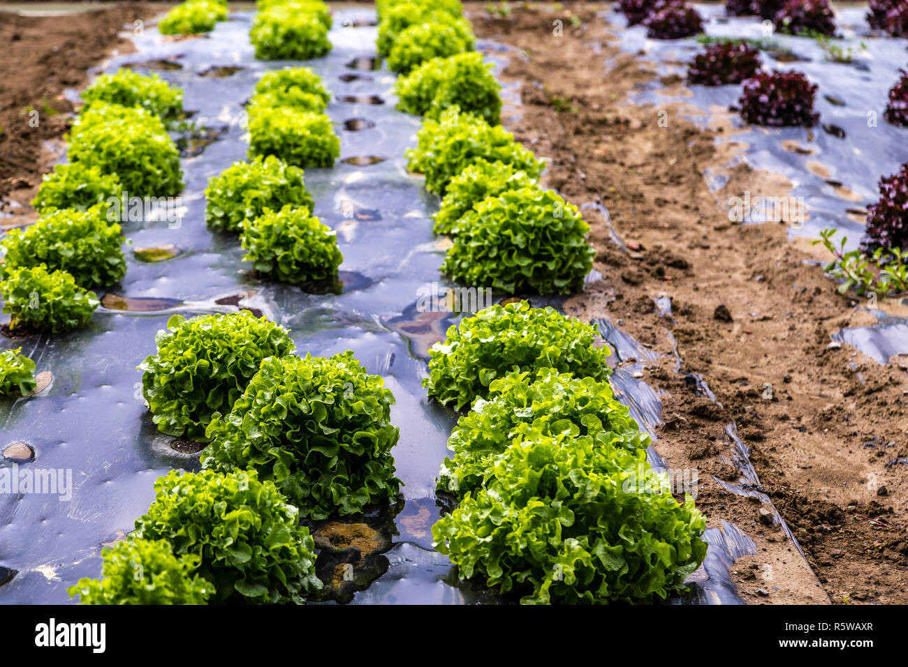 Growing vegetables in rows in vegetable garden Stock Photo - Alamy