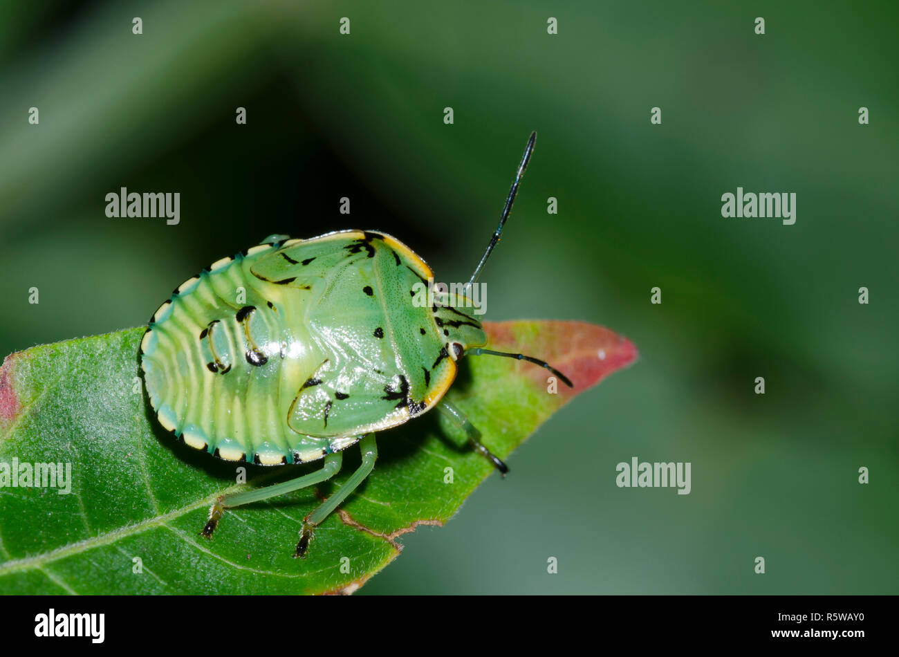 Green Stink Bug, Chinavia hilaris, nymph Stock Photo - Alamy