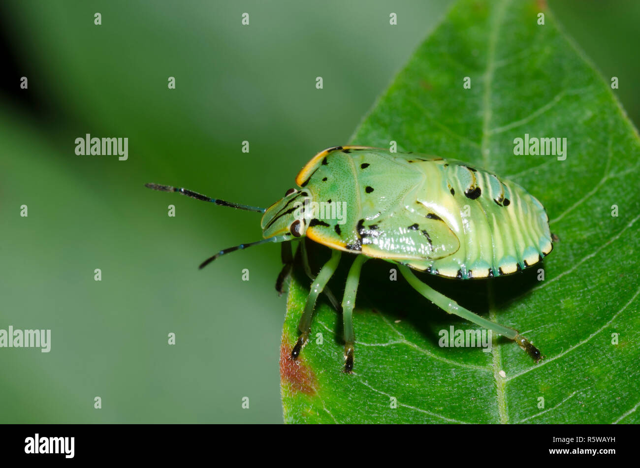 Green stink bug hi-res stock photography and images - Alamy
