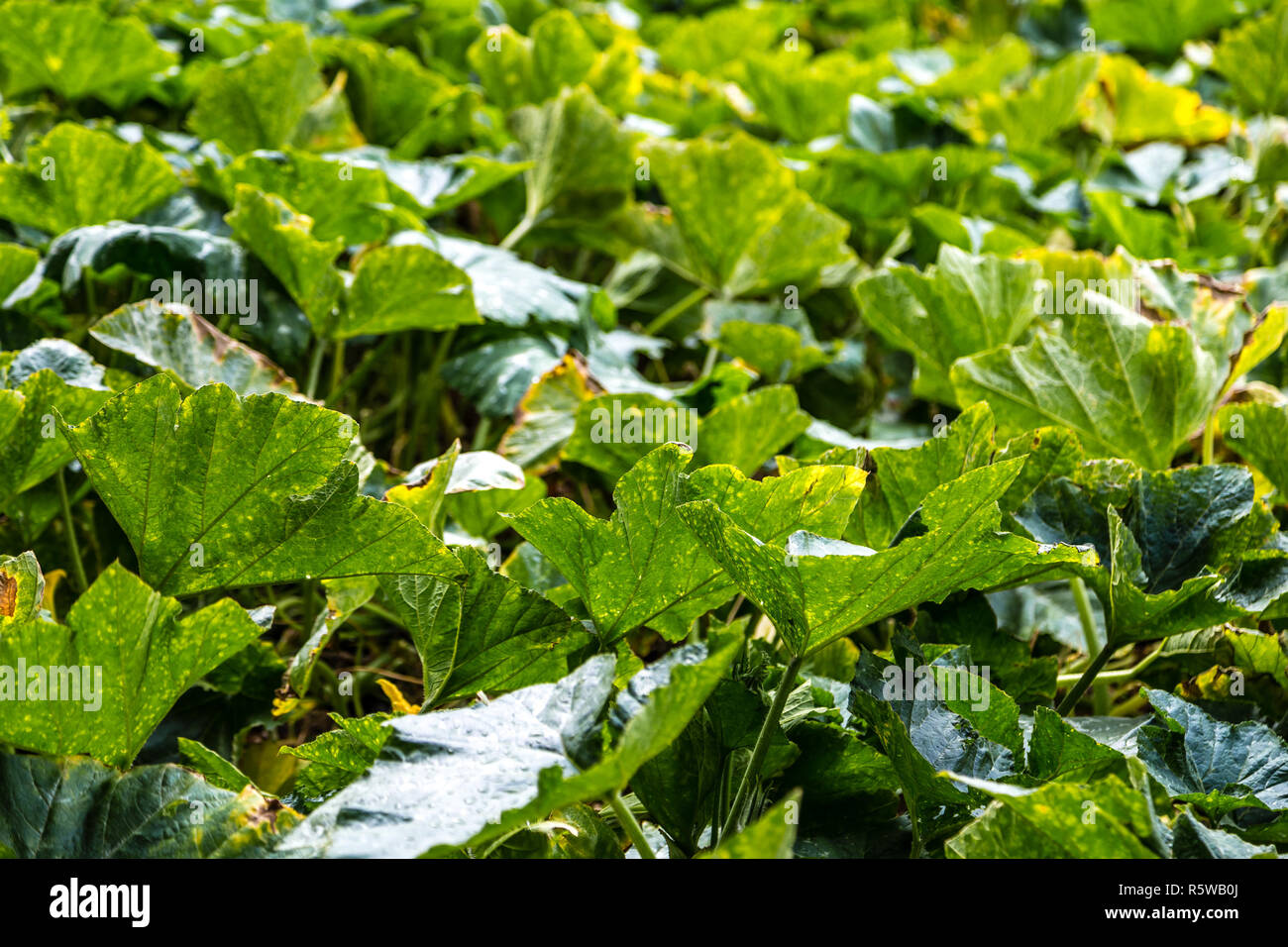 Growing vegetables in rows in vegetable garden Stock Photo - Alamy