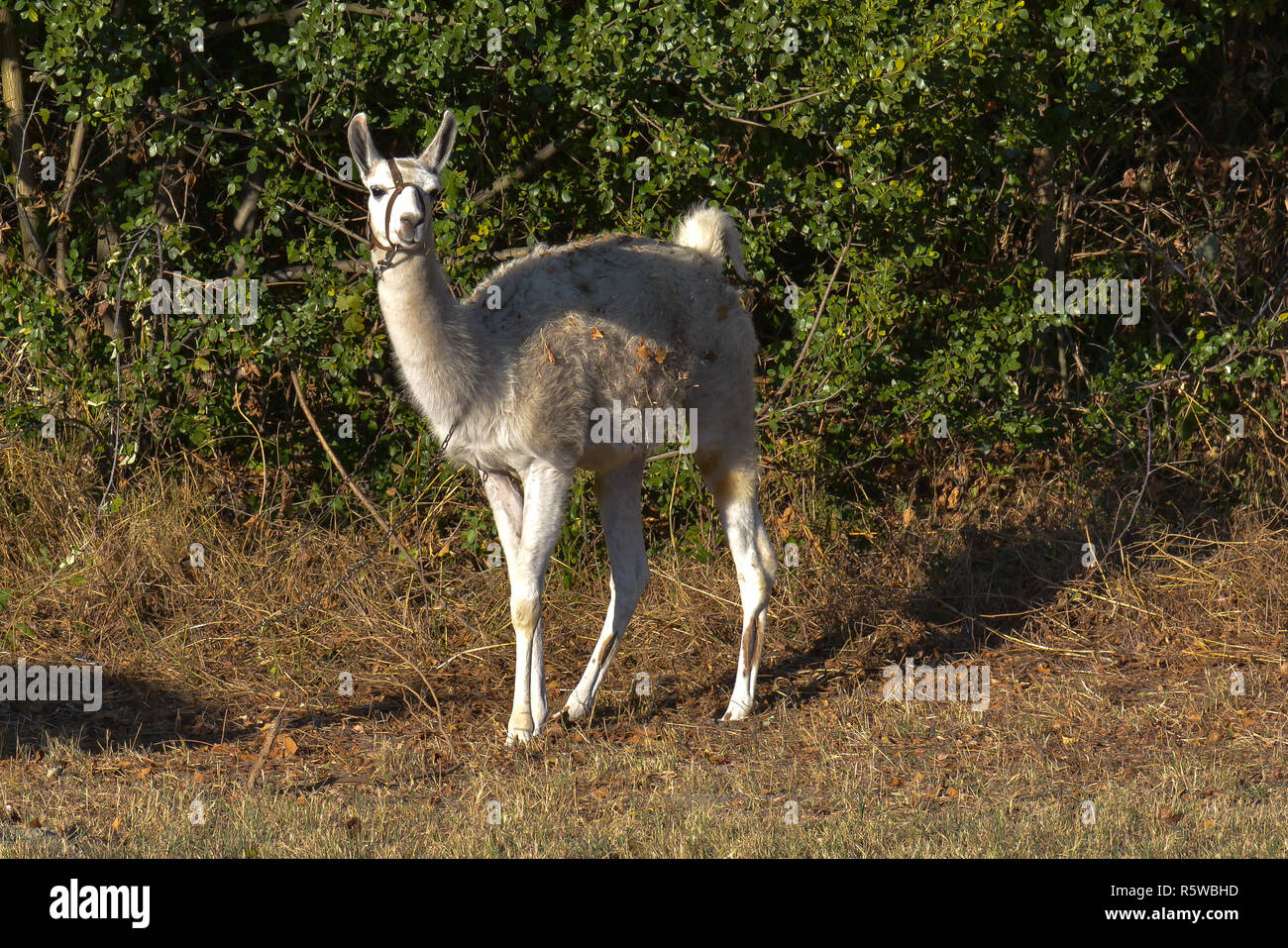 Lama spit hi-res stock photography and images - Alamy