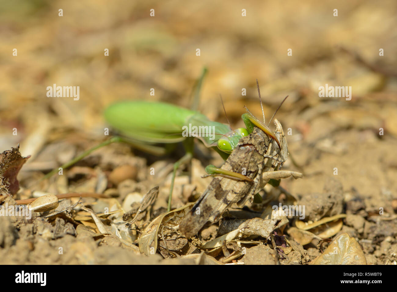 mantis catches blue wasteland bug Stock Photo - Alamy
