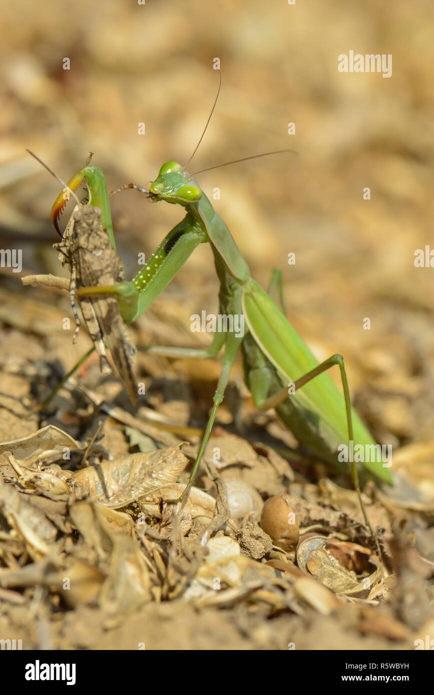 mantis catches blue wasteland bug Stock Photo - Alamy