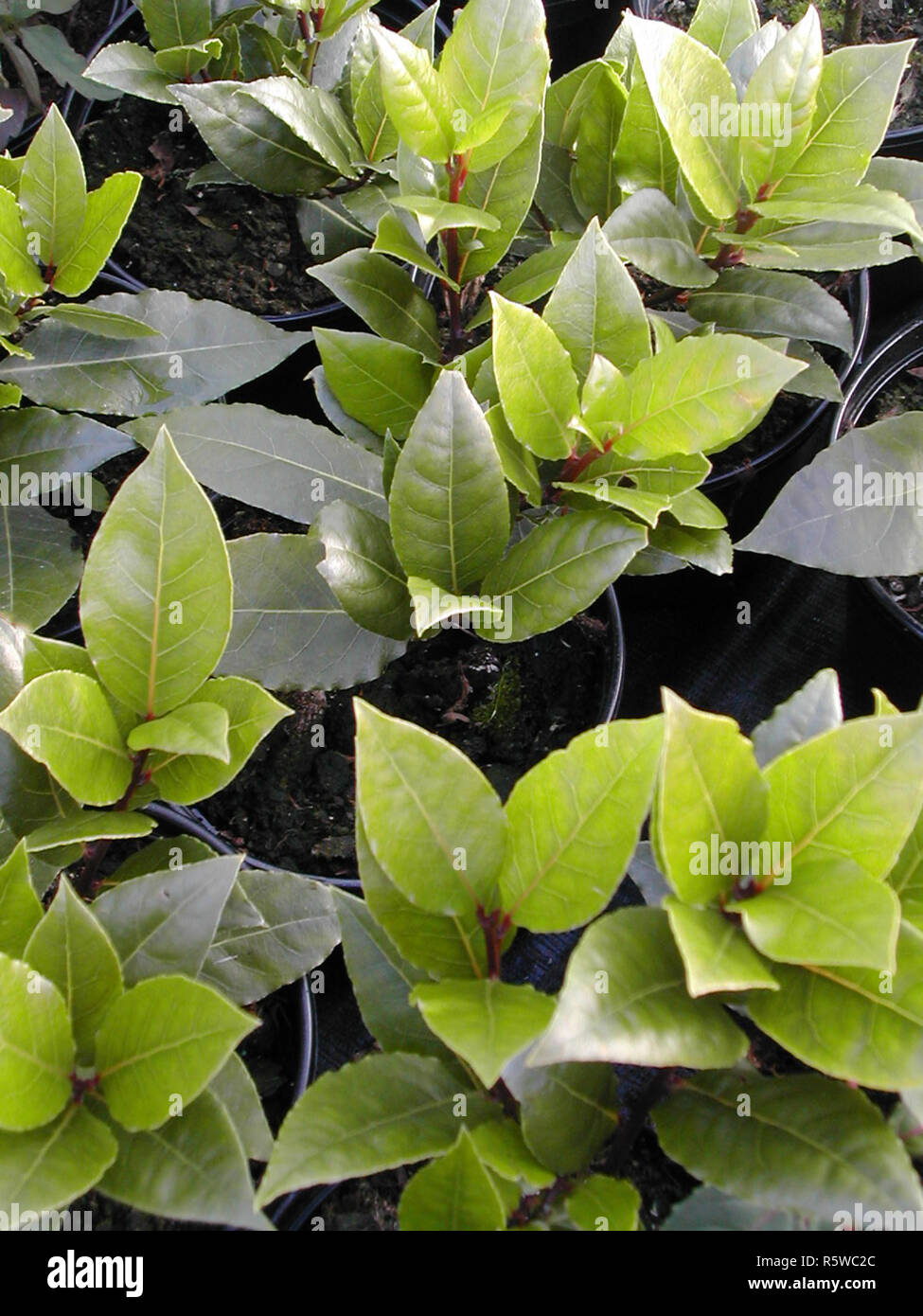 Young Bay Laurus nobilis in pots Stock Photo - Alamy