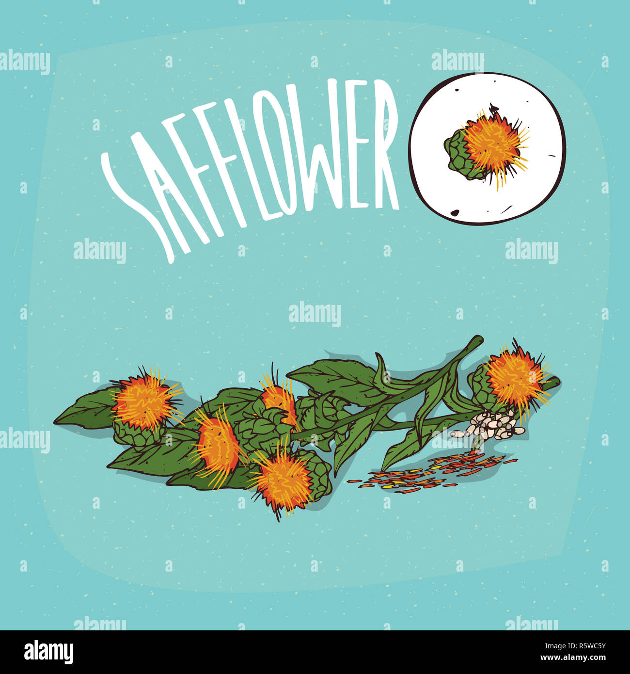 Set of isolated plant Safflower flowers herb Stock Photo - Alamy