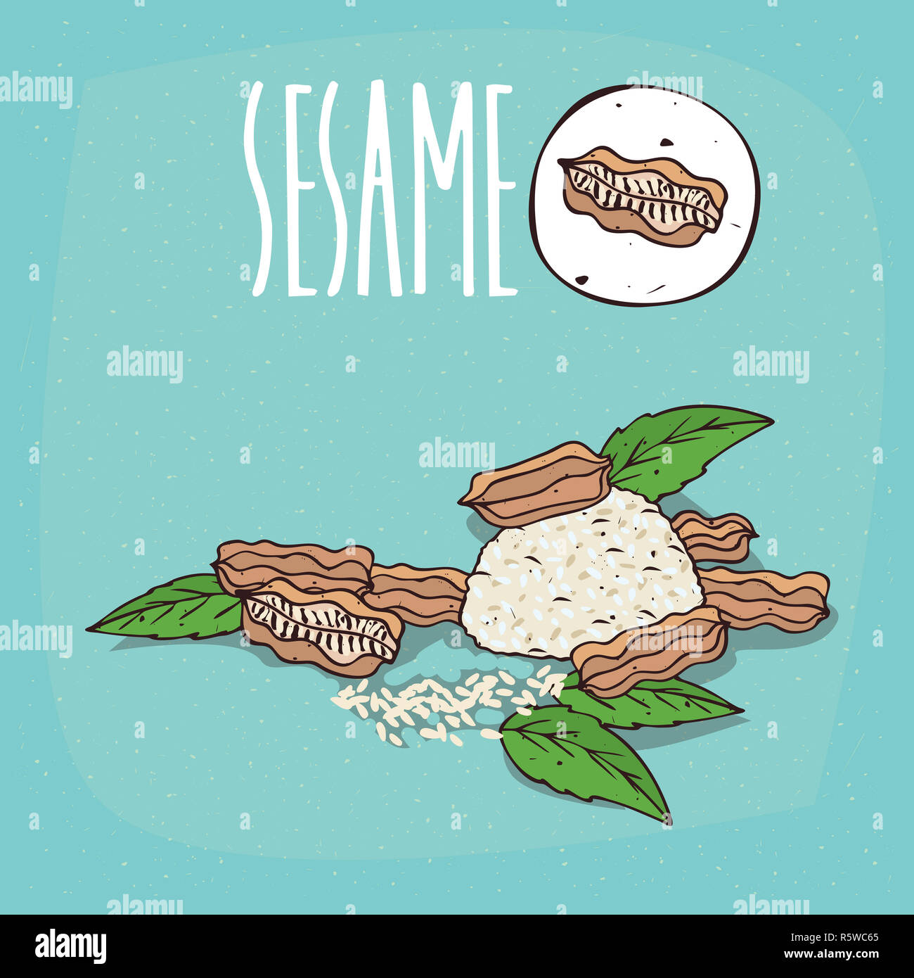 Set of isolated plant Sesame seeds herb Stock Photo - Alamy