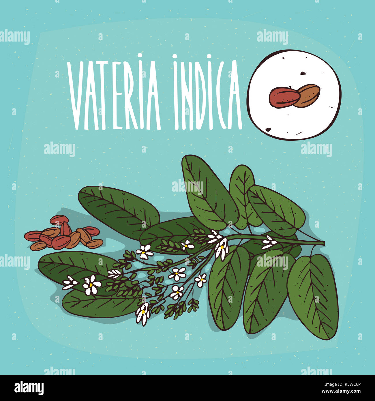 Set of isolated plant Vateria indica seeds herb Stock Photo - Alamy