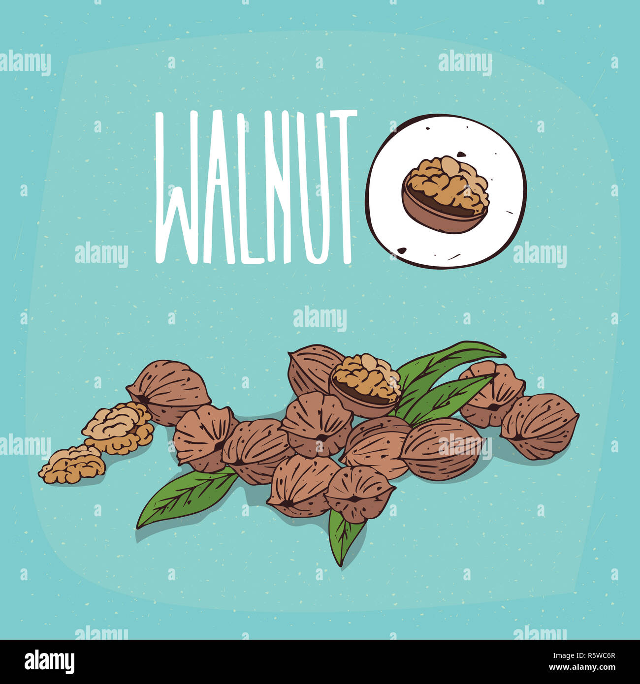 Set of isolated plant Walnut nuts herb Stock Photo - Alamy
