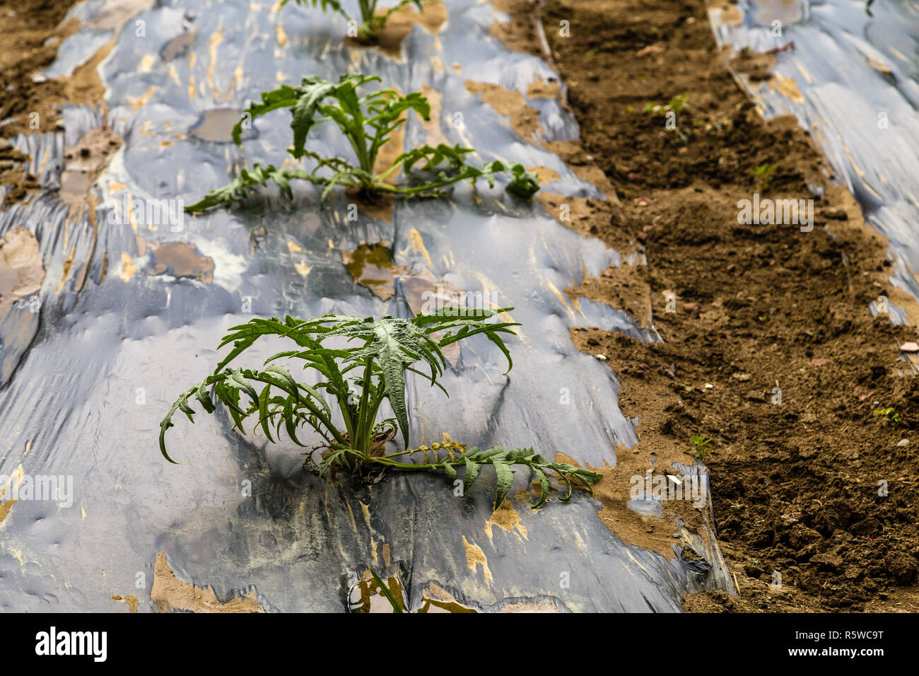Growing cabbages in rows in vegetable garden Stock Photo - Alamy