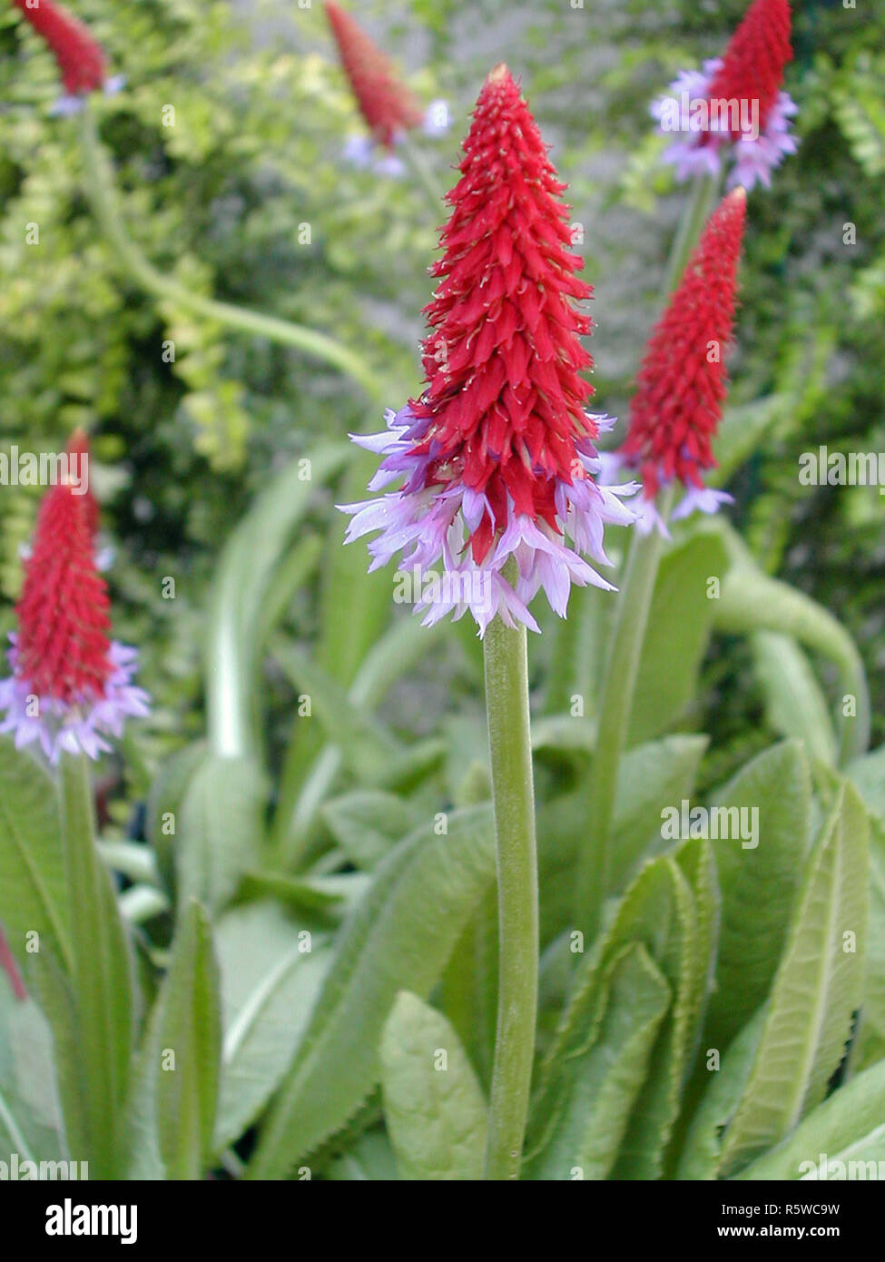 Primula vialii with crimson buds breaking into flower in summer Stock ...
