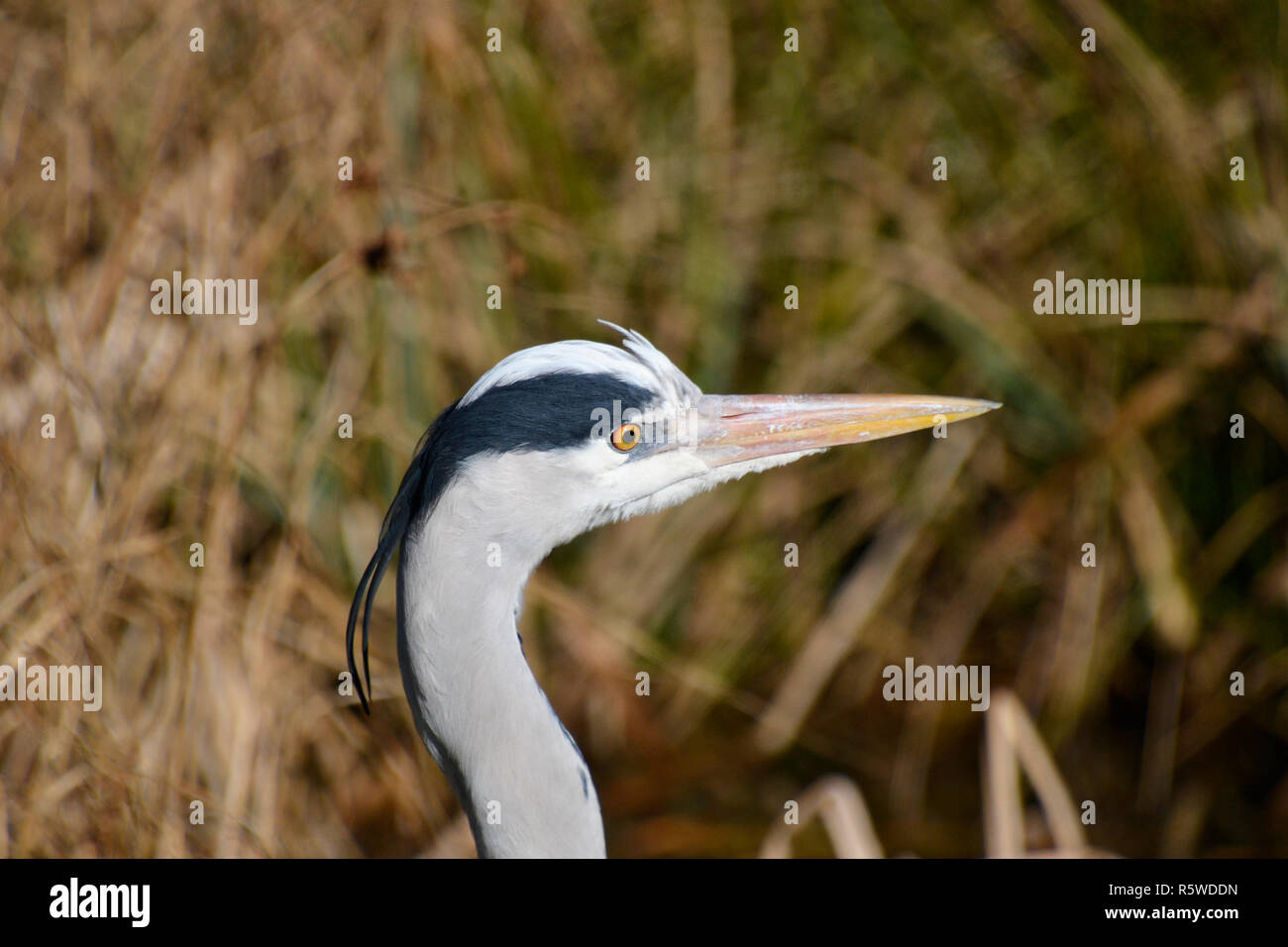 Grey heron at the WWT London Wetland Centre, Queen Elizabeth's Walk, UK ...