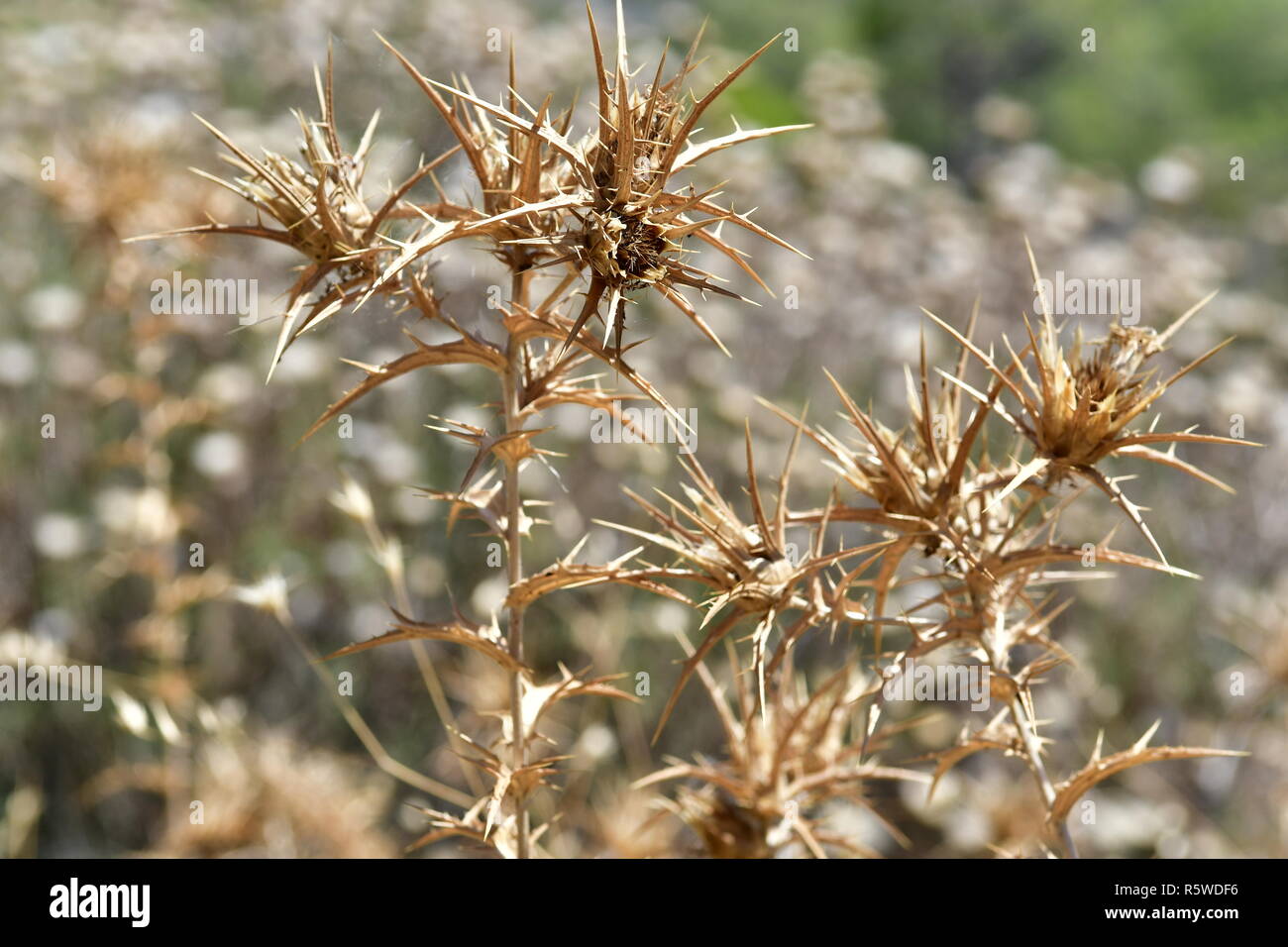 Wild flowers and Thistle on the mountains of Cyprus Stock Photo - Alamy